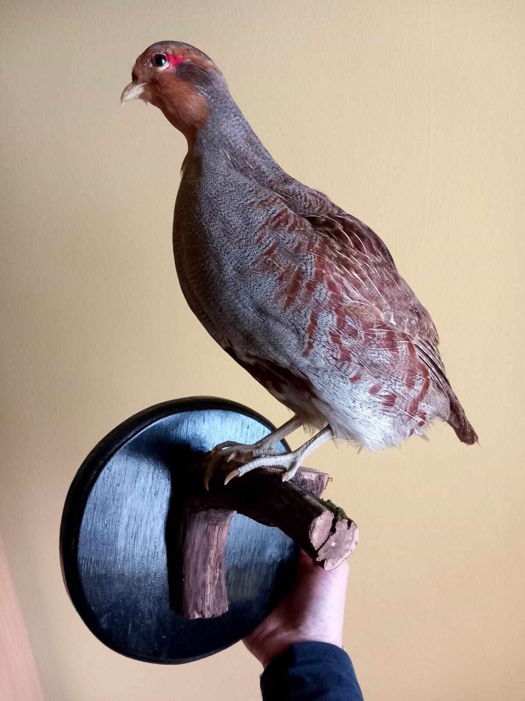 English Partridge perdix Perdix Vintage Taxidermy on Branch - Etsy