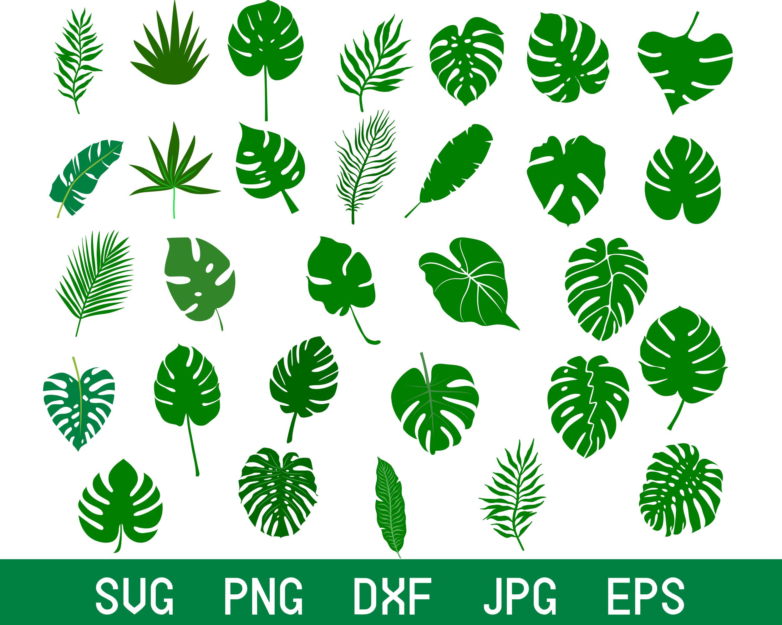 Palm Leaf Svg Palm Tree Svg Monstera Leaf Svg Fall Leaves - Etsy Australia