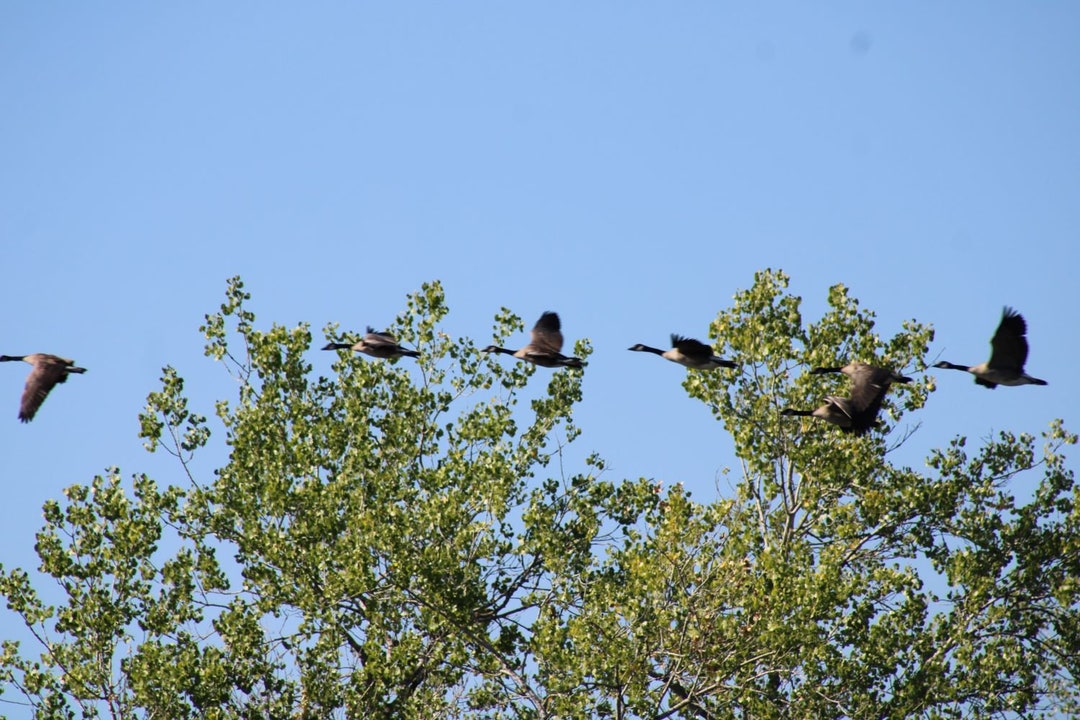 3 Duck Photographs Digital Prints Download - Etsy