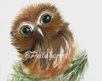 Western Screech Owl Watercolor Illustration From "secrets of the Oak ...