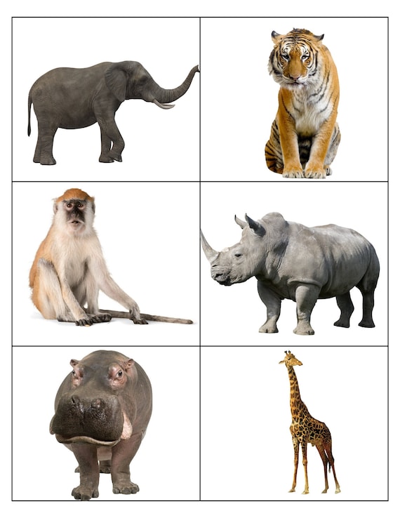 Jungle Animals Educational Reading Lotto Game for Beginning - Etsy