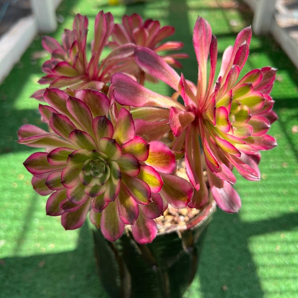 Aeonium - Etsy