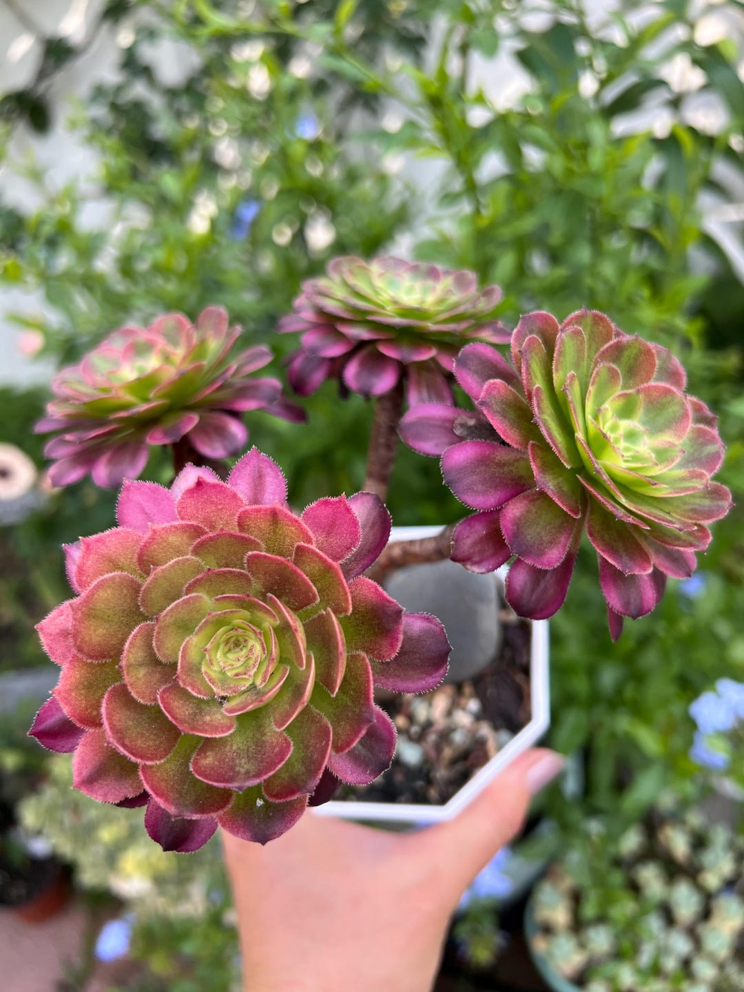 Aeonium Venus Variegated Pictured in 3.75" Pot - Etsy