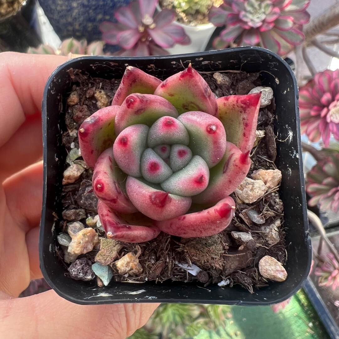 Echeveria Agavoides Sp Pictured in 2" Pot - Etsy