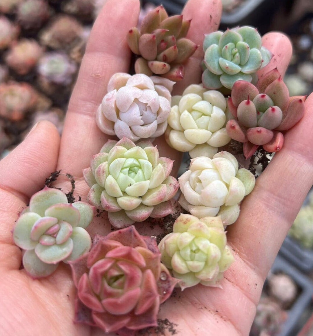MYSTERY BOX of 5/10/20 Piece Succulents Mix Hybrid Baby Echeveria Sp - Etsy