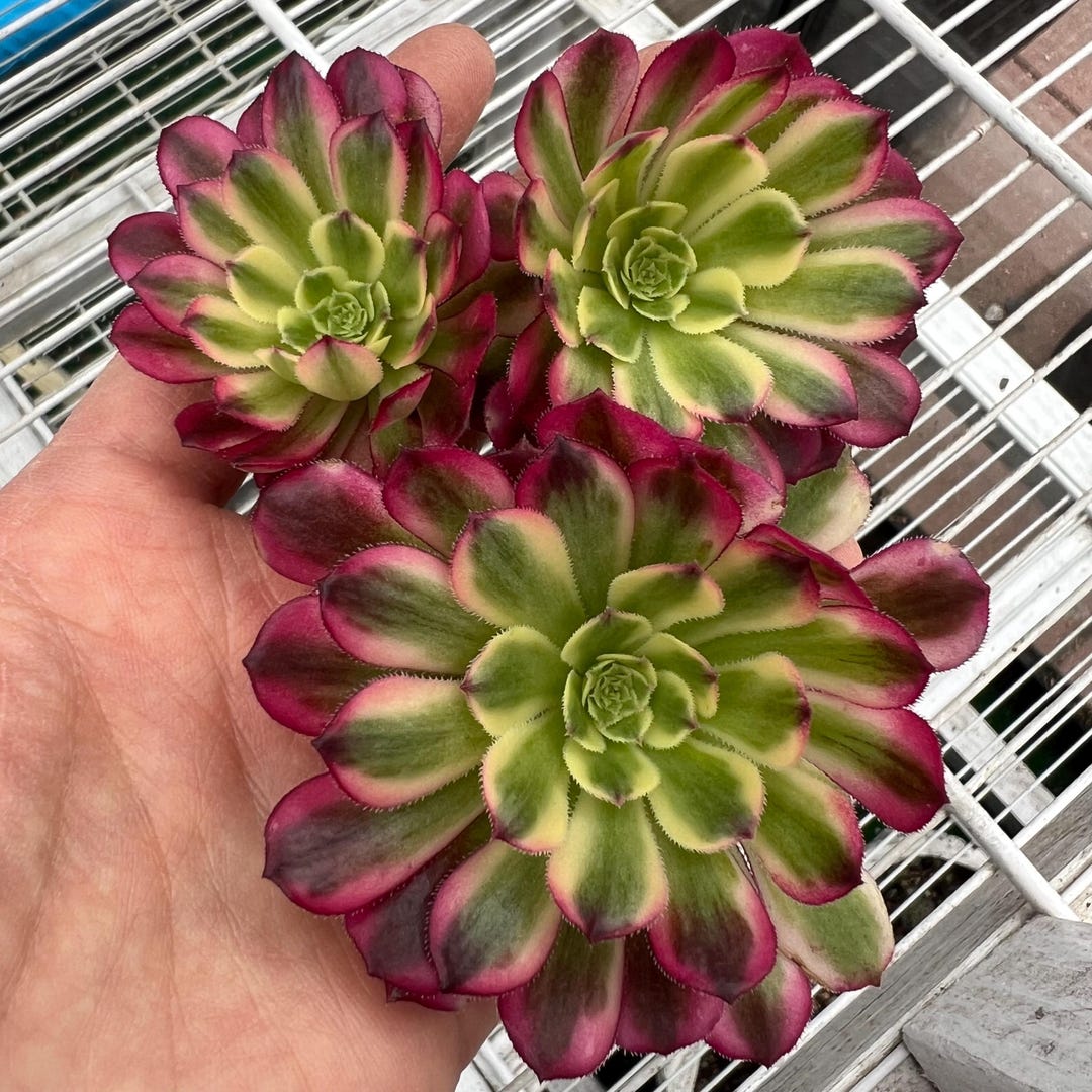 Aeonium Venus Variegated Cutting ( 3 Single Heads) - Etsy