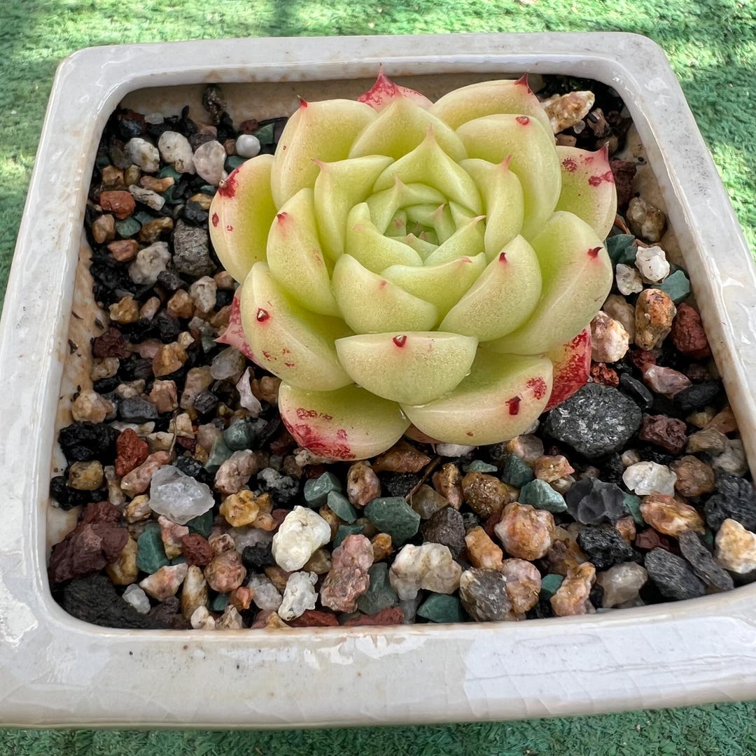 Echeveria Phoenix Fire Pictured in 3” Pot - Etsy