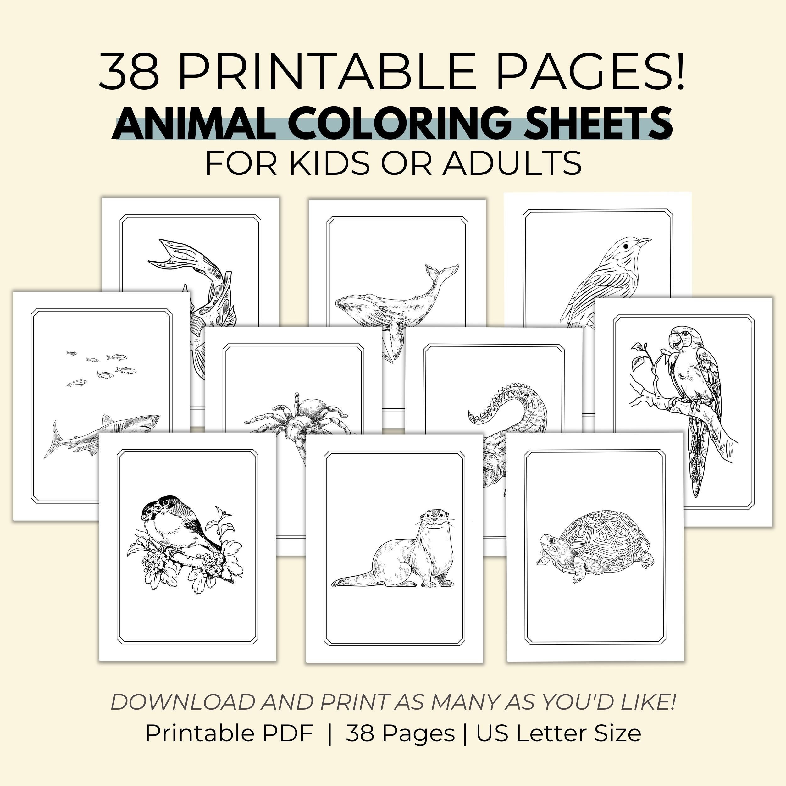 Animal Coloring Pages - Downloadable Printable PDF in US Letter Size ...