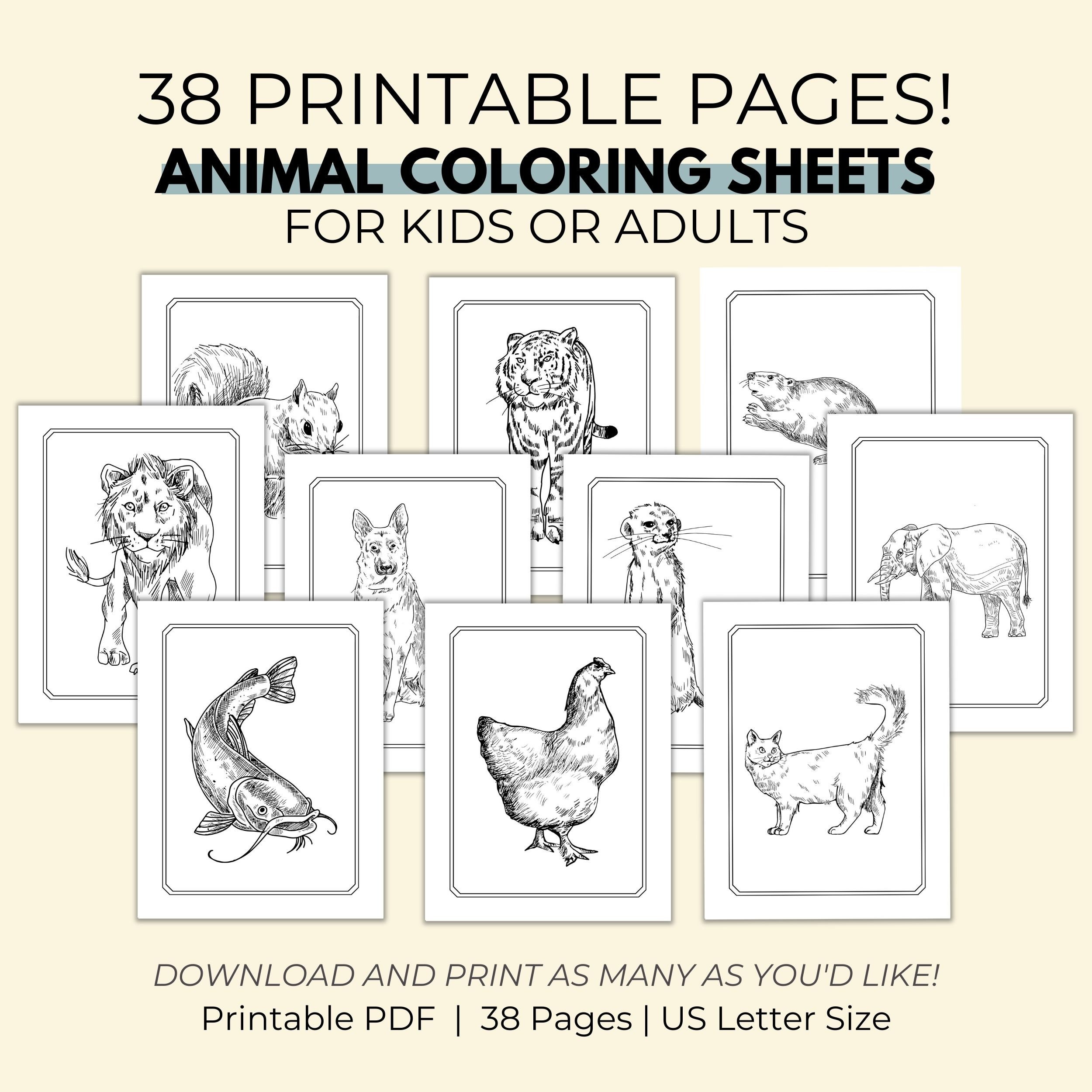 Animal Coloring Pages - Downloadable Printable PDF in US Letter Size ...