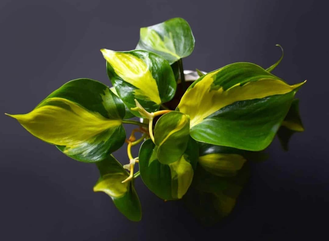 Brazil Pothos Cuttings - Etsy UK