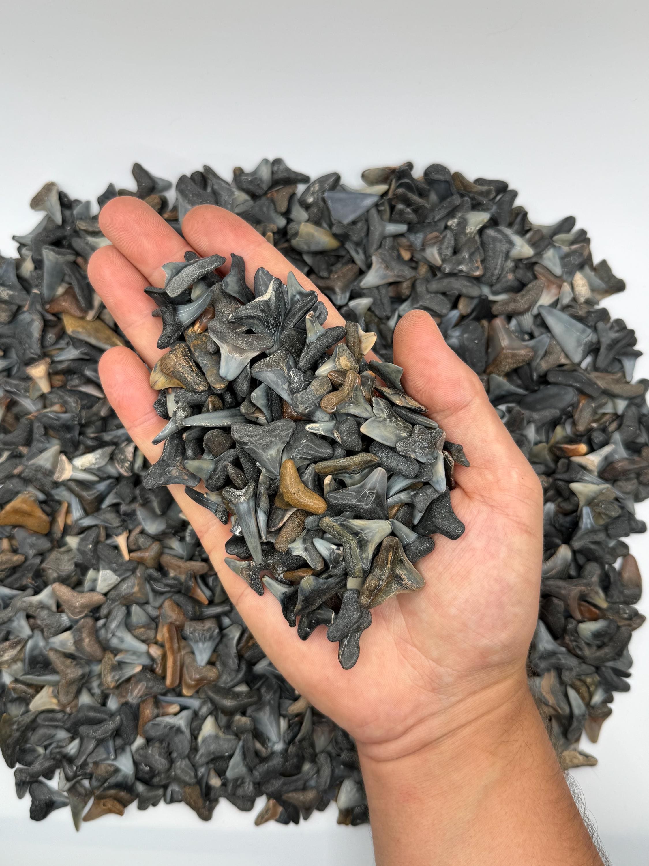 Fossilized Shark Teeth From Venice, FL (approx. 30-50) - Etsy