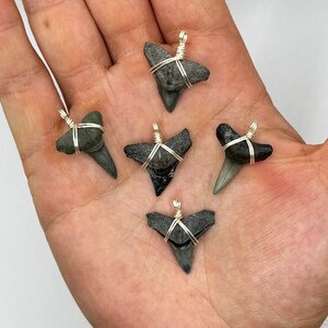High Quality Wire Wrapped Shark Teeth - Etsy