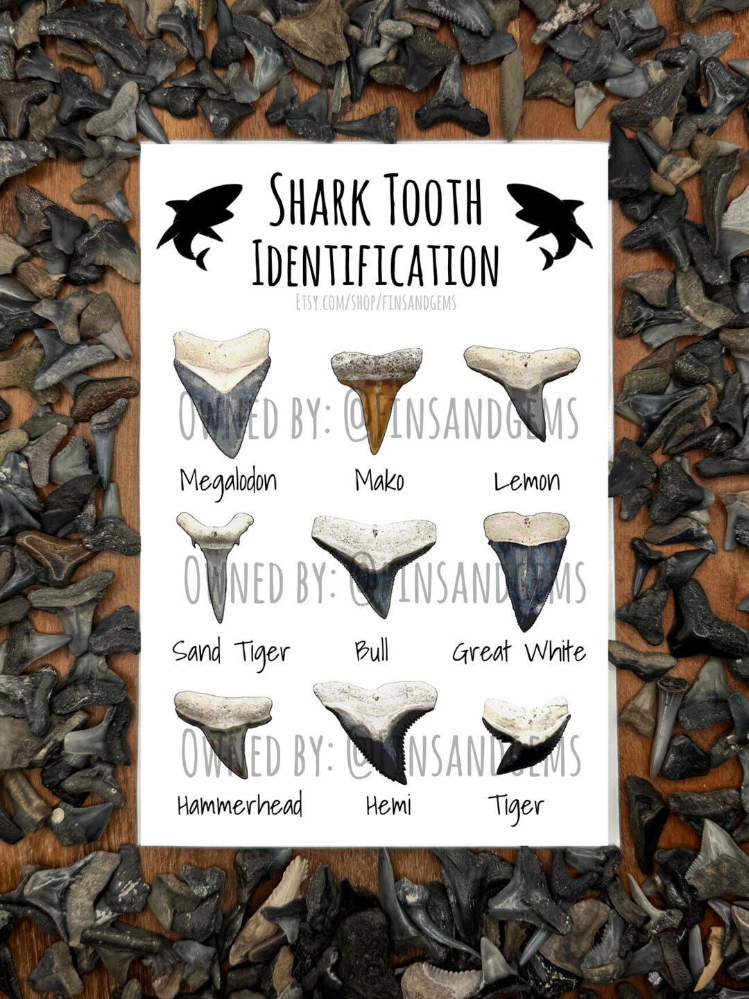 Shark Tooth Identifcation Sticker Card 4” X 6” - Etsy