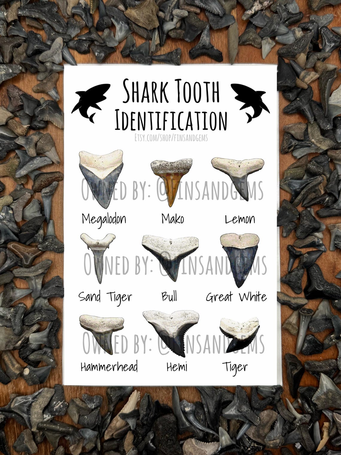 Shark Tooth Identifcation Sticker Card 4” X 6” - Etsy