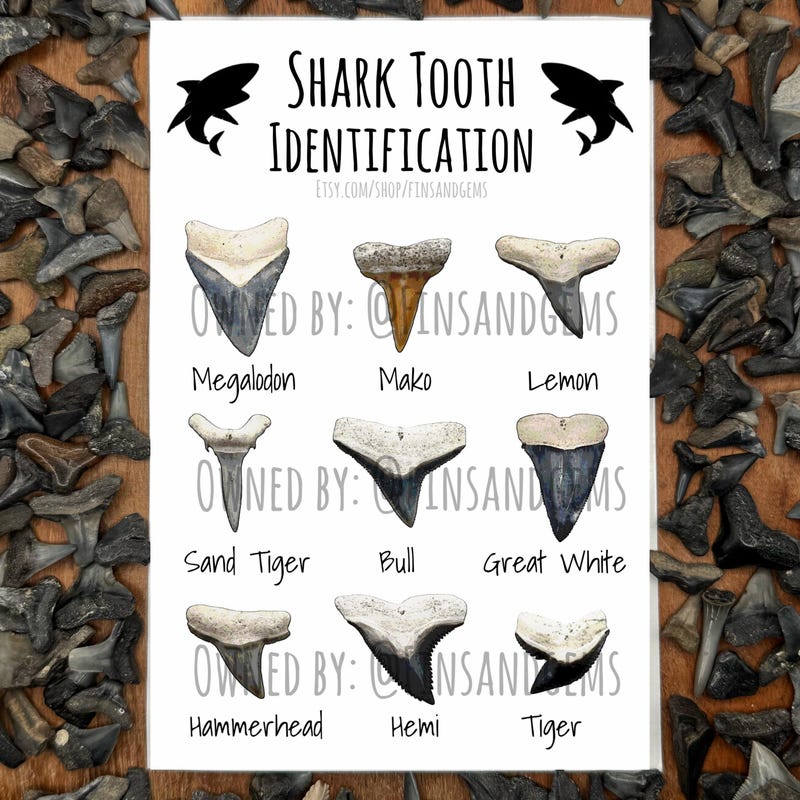 Shark Stickers - Etsy