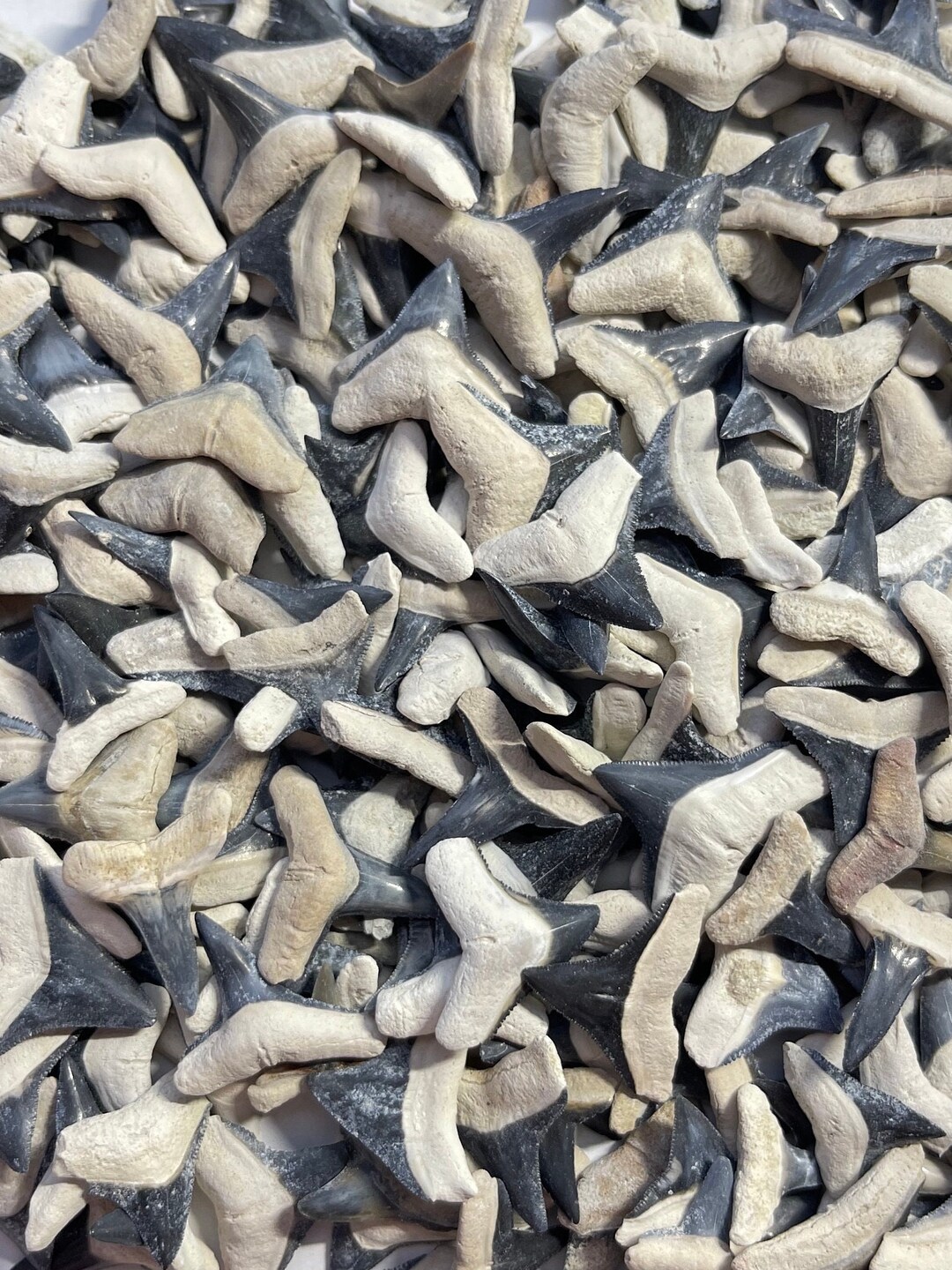High Quality Bone Valley Shark Teeth, Fossilized Florida Shark Teeth - Etsy