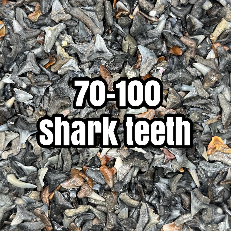 Find a use for the shark fin poe2 - Etsy Canada