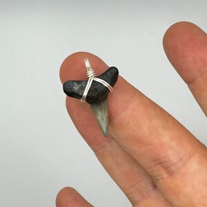 High Quality Wire Wrapped Shark Teeth - Etsy