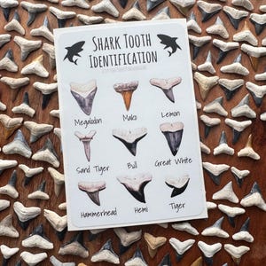 Shark Tooth Identifcation Sticker Card 4” X 6” - Etsy
