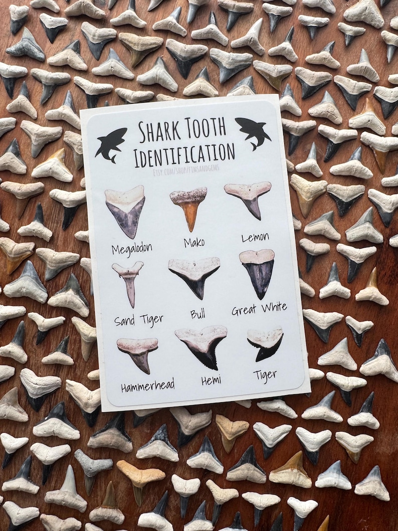 Shark Tooth Identifcation Sticker Card 4” X 6” - Etsy