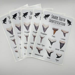 Shark Tooth Identifcation Sticker Card 4” X 6” - Etsy