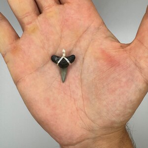 High Quality Wire Wrapped Shark Teeth - Etsy