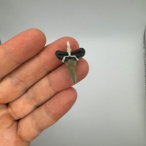 High Quality Wire Wrapped Shark Teeth - Etsy