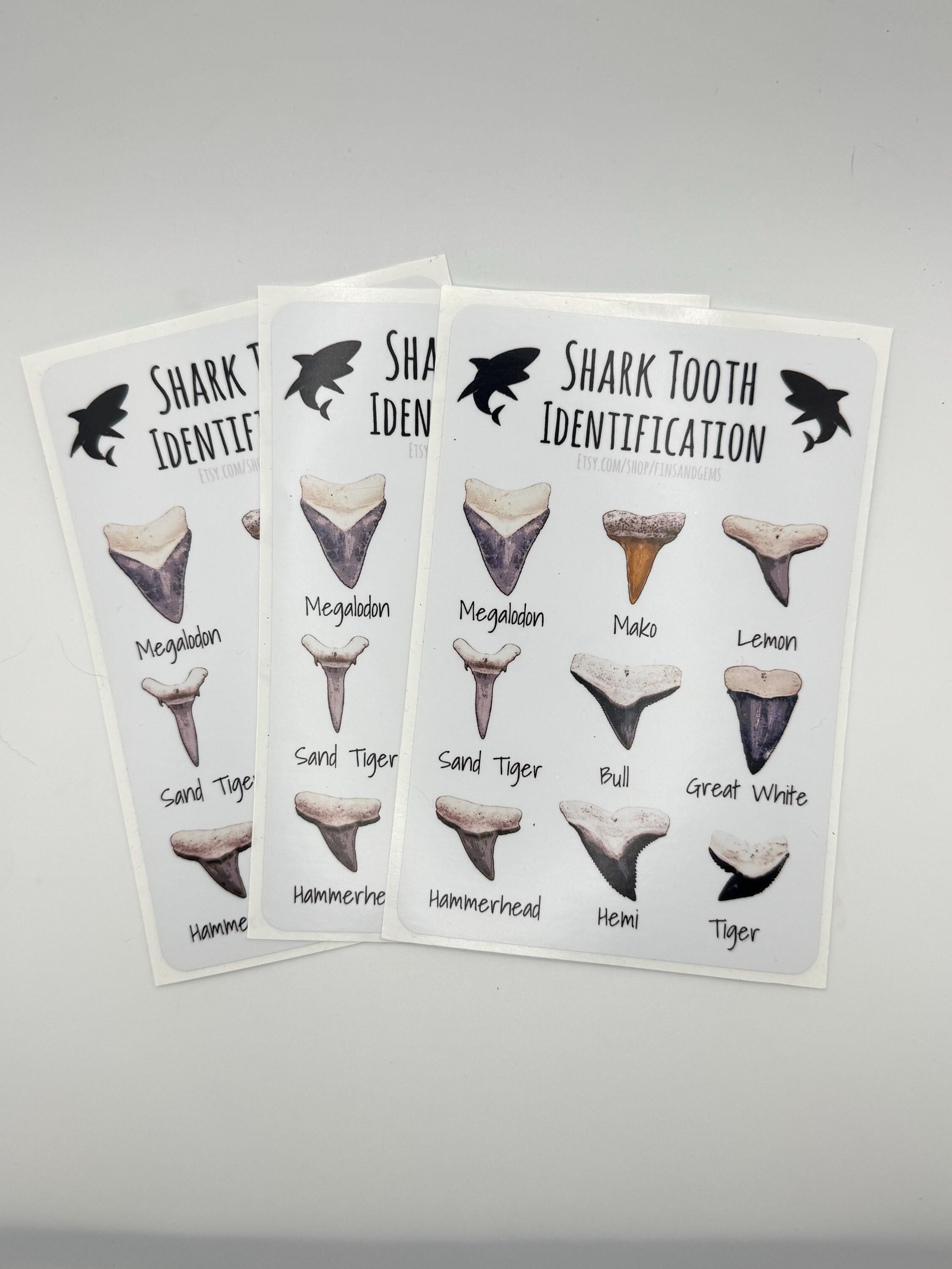 Shark Tooth Identifcation Sticker Card 4” X 6” - Etsy