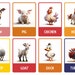 Animals -16 Editable Montessori Cards -flash Cards With Cute Animals ...