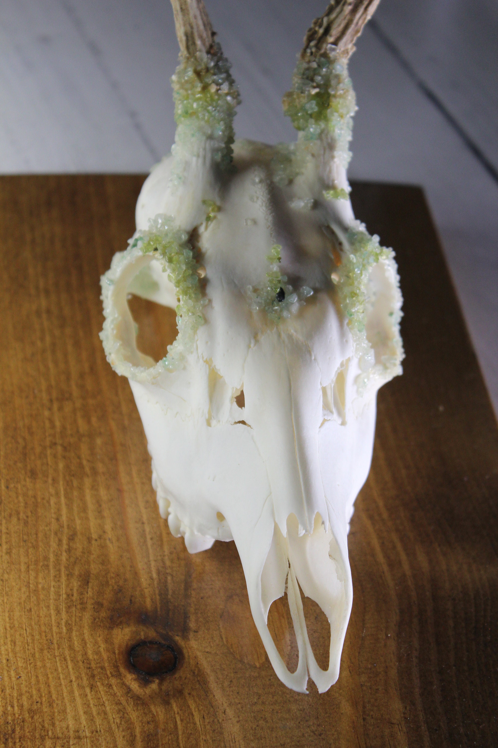 Gemstone Deer Skull Wall Plaque - Etsy