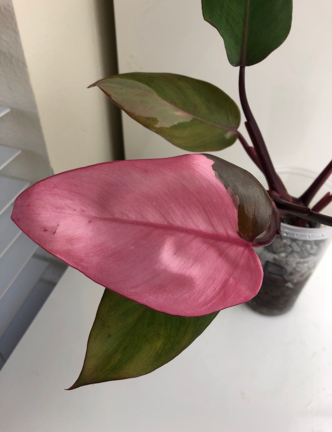 Pink Princess Philodendron Rare Plant Rooted Plant or Node - Etsy