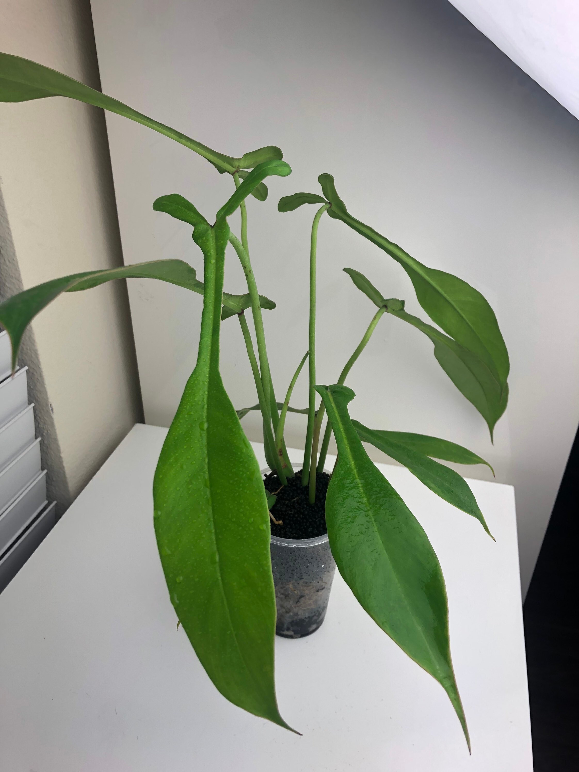 Philodendron Joepii Starter Plant Rare Philodendron Plant - Etsy