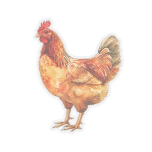 Colorful Chicken Sticker Pack, Set of 5 Chicken Waterproof Vinyl ...