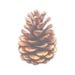 Pine Cone Sticker, Watercolor Art, Forest Lover Gift, Nature Sticker ...
