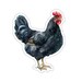 Black Chicken Vinyl Sticker, Waterproof Laptop Water Bottle Phone Car ...