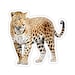 Watercolor Leopard Sticker, Realistic Big Cat Vinyl Decal, Waterproof ...