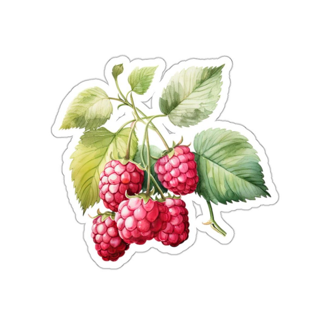 Raspberry Sticker, Cute Watercolor Raspberry Decal, Glossy Decorative ...
