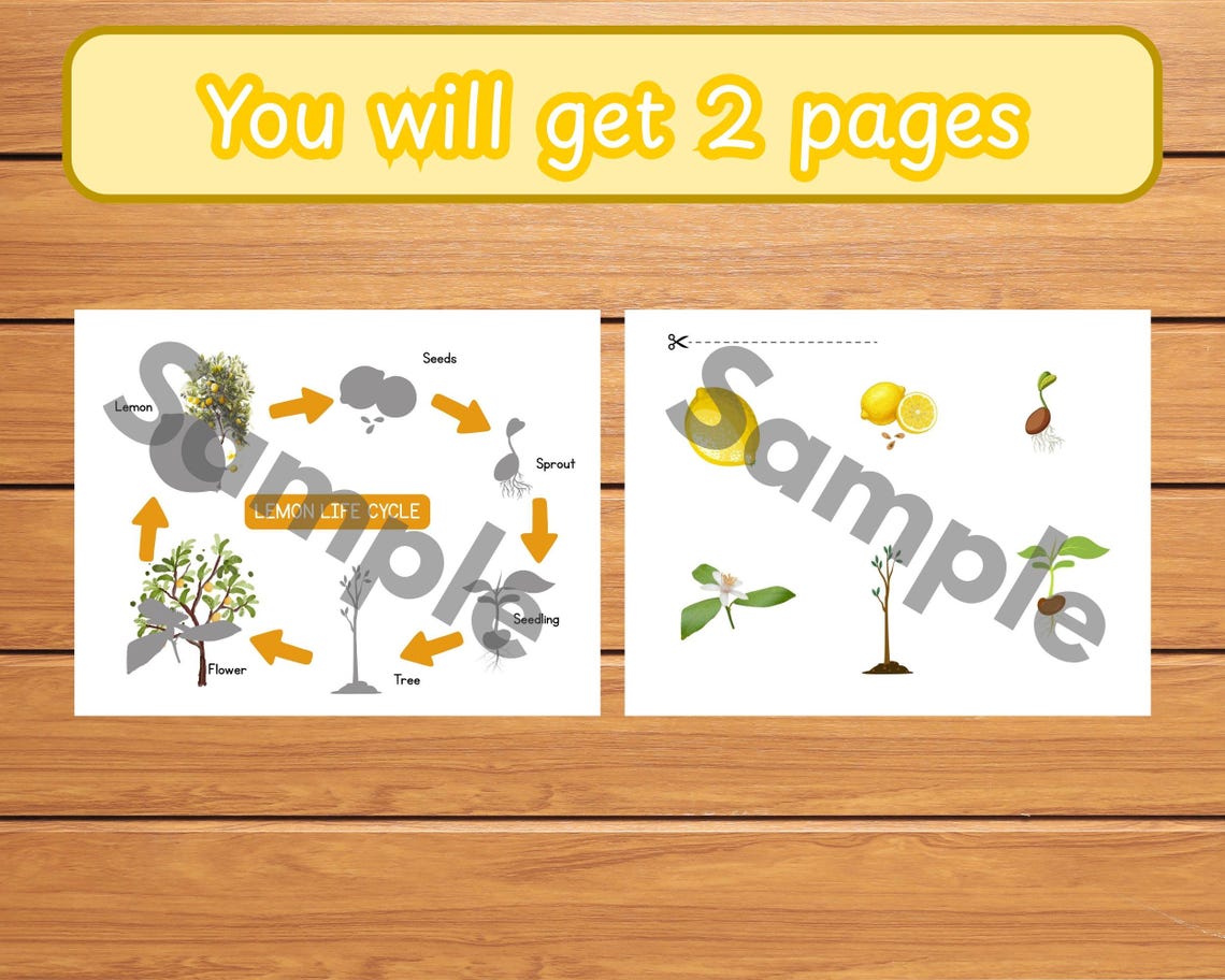 Lemon Life Cycle Activity for Kids – Fun and Educational Printable - Etsy