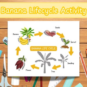Banana Life Cycle Activity for Kids – Fun and Educational Printable - Etsy