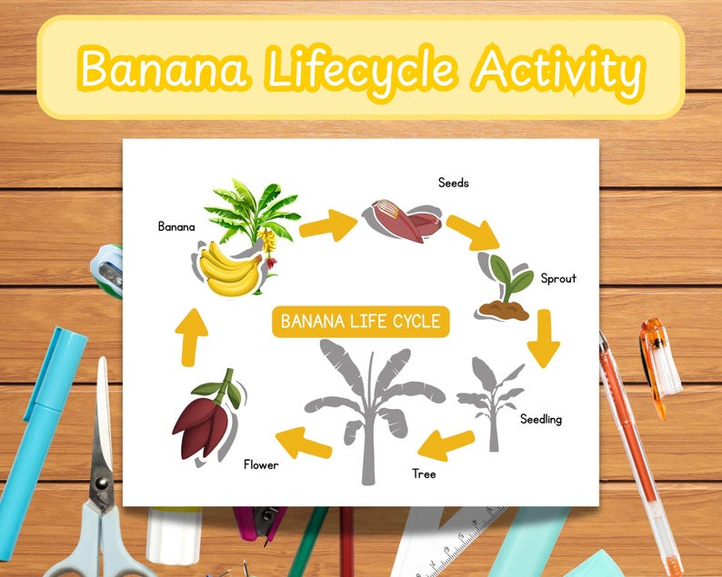Banana Life Cycle Activity for Kids – Fun and Educational Printable - Etsy