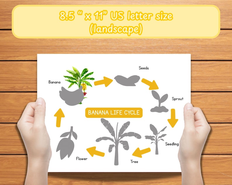 Banana Life Cycle Activity for Kids – Fun and Educational Printable - Etsy