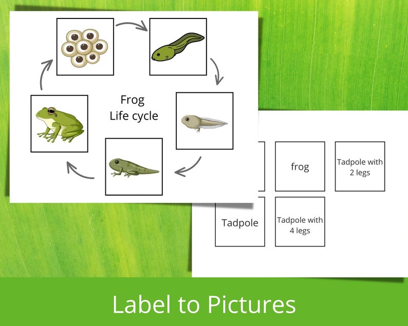Frog Life Cycle Label Cut and Paste Activity Worksheets for - Etsy