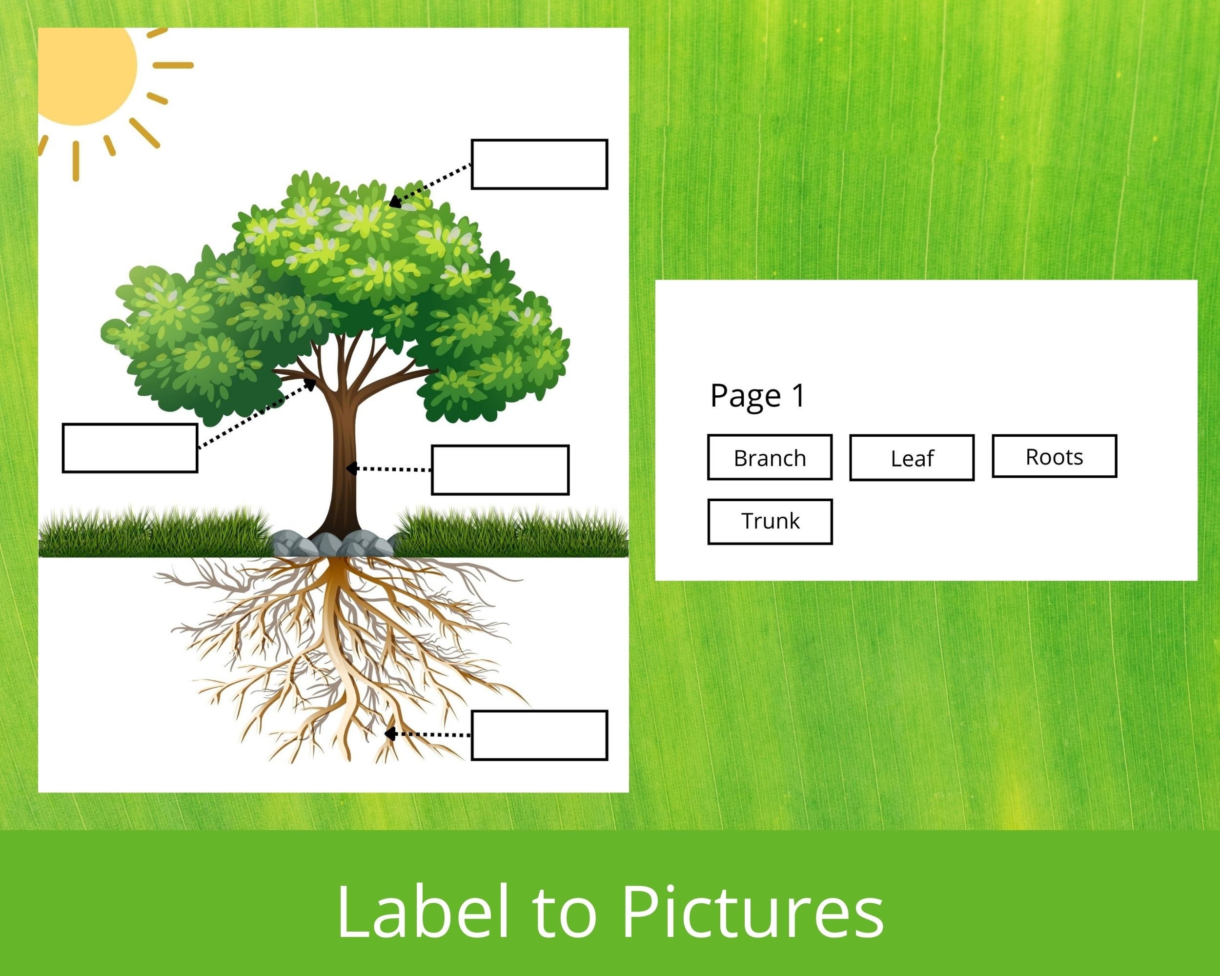 Tree of Life Worksheet: Cut and Paste Activity (digital Download) - Etsy