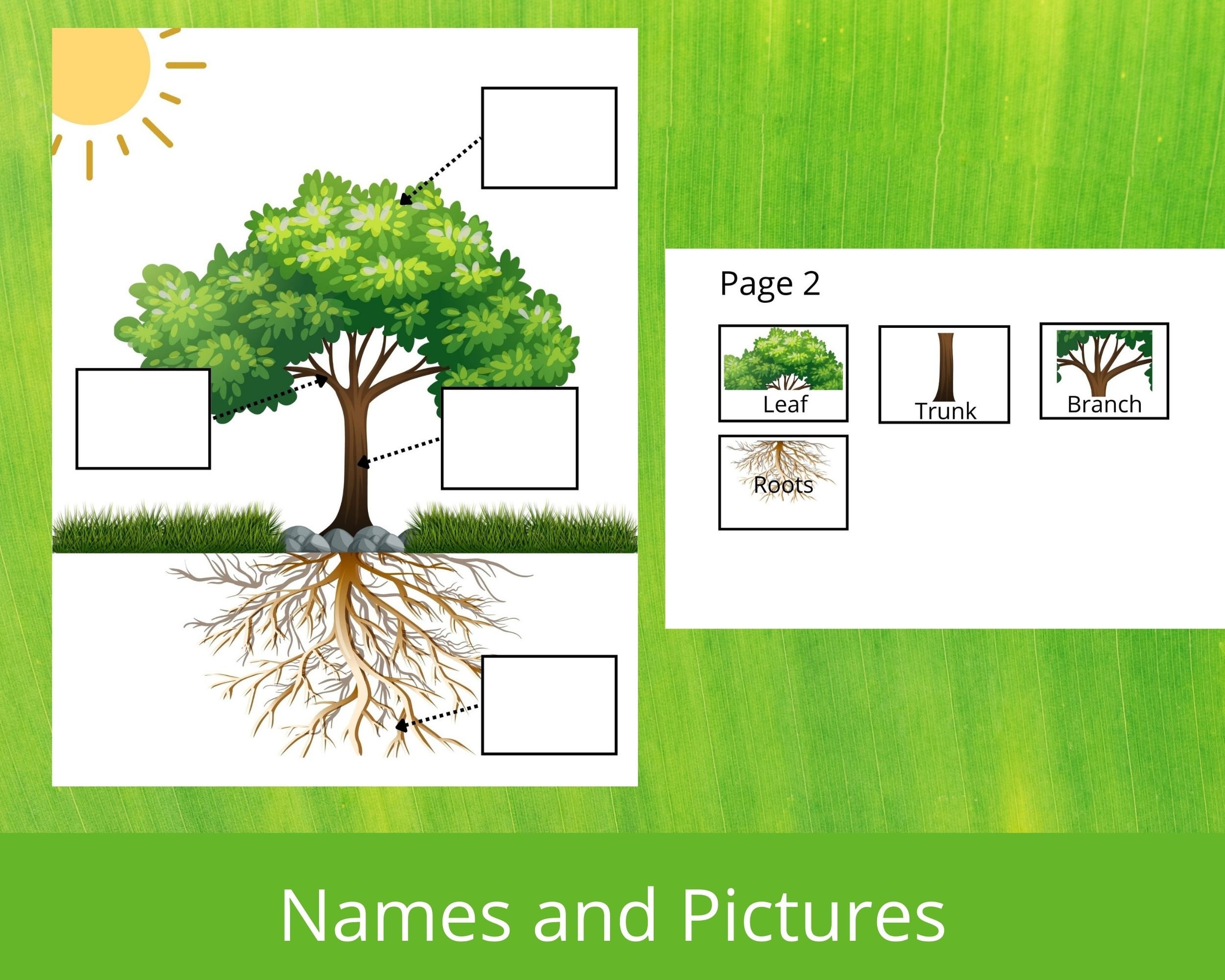 Tree of Life Worksheet: Cut and Paste Activity (digital Download) - Etsy