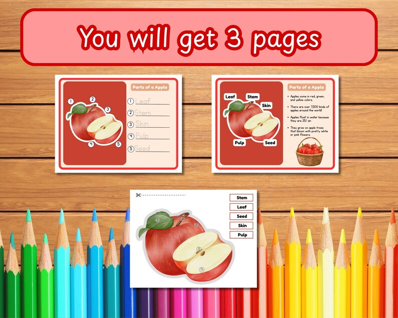 Apple Anatomy Activity | Tracing and Labeling Worksheet (printable) - Etsy
