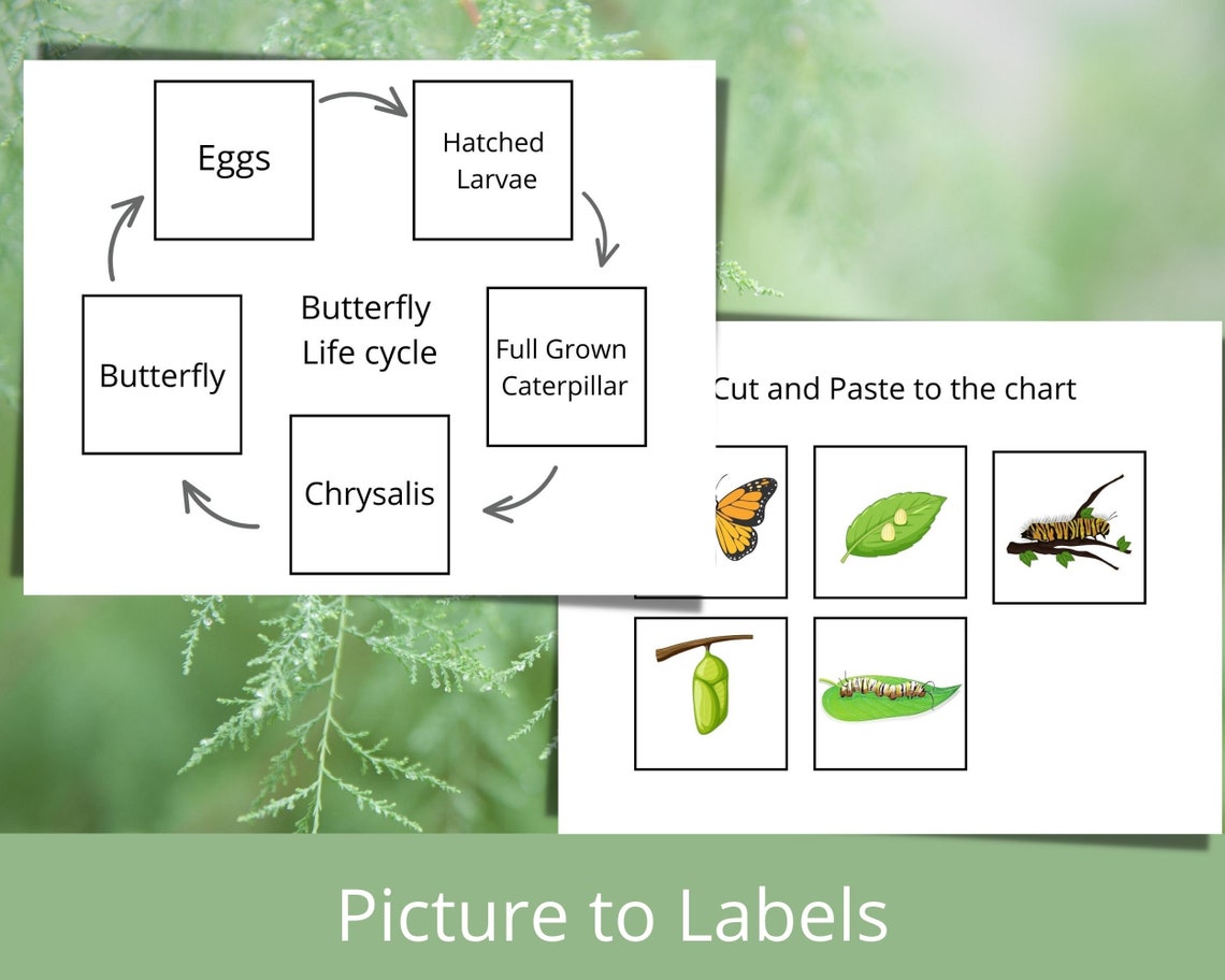 Butterfly Life Cycle Label Cut and Paste Activity Worksheets for ...