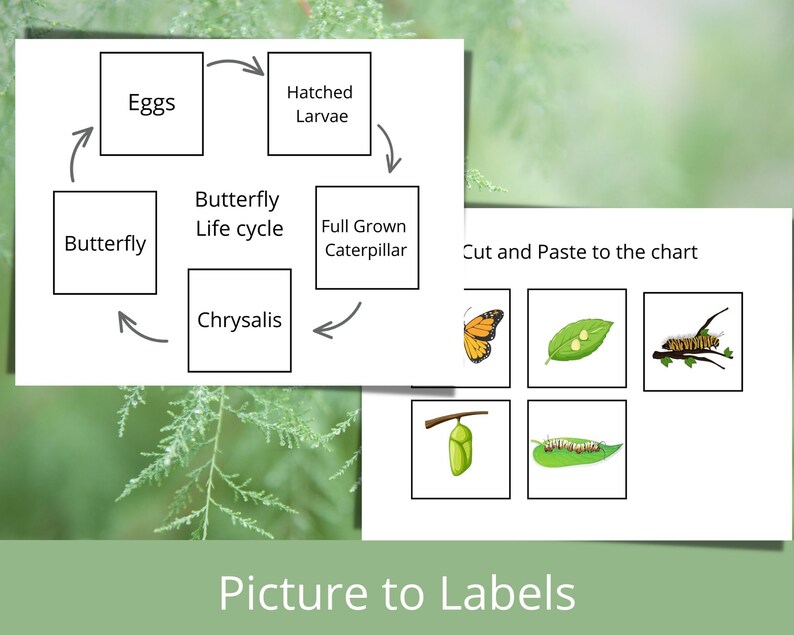 Butterfly Life Cycle Label Cut and Paste Activity Worksheets for ...