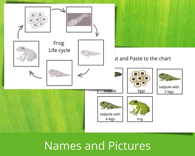 Frog Life Cycle Label Cut and Paste Activity Worksheets for Preschool ...