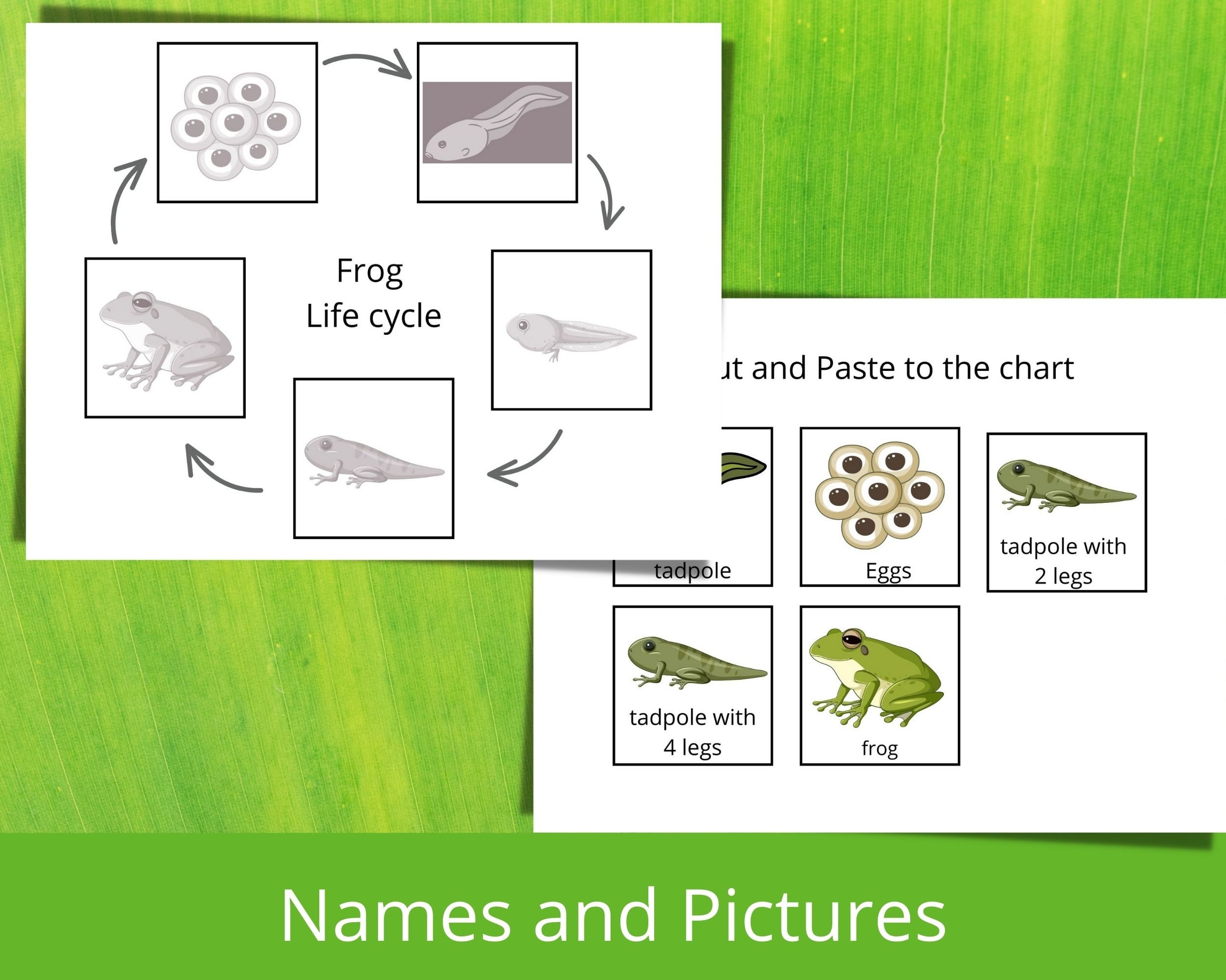 Frog Life Cycle Label Cut and Paste Activity Worksheets for Preschool ...