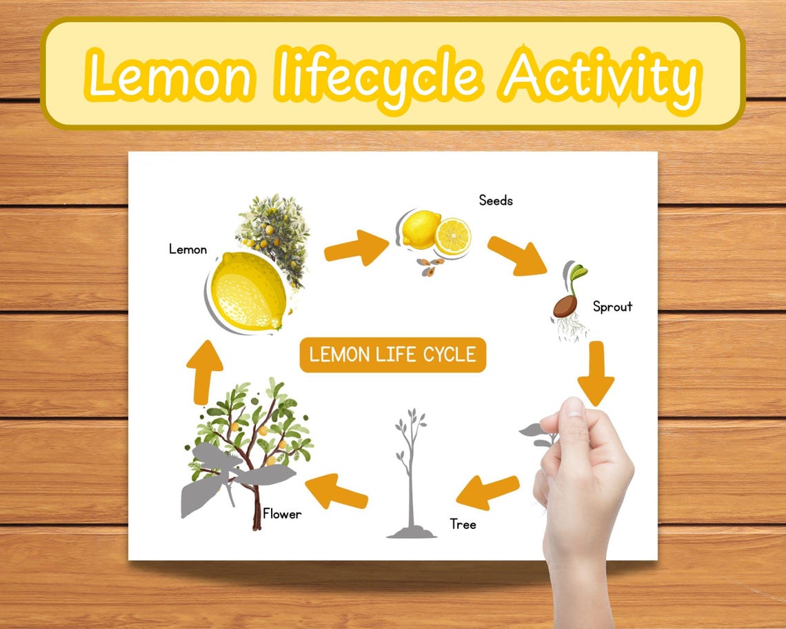 Lemon Life Cycle Activity for Kids – Fun and Educational Printable - Etsy